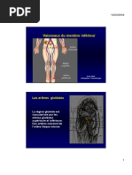 Vascularisation du membre inférieur | PDF | Main | Jambe humaine
