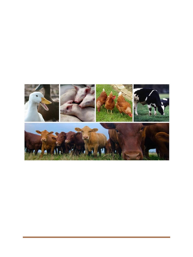 Waste Management Plan | PDF | Livestock | Agriculture