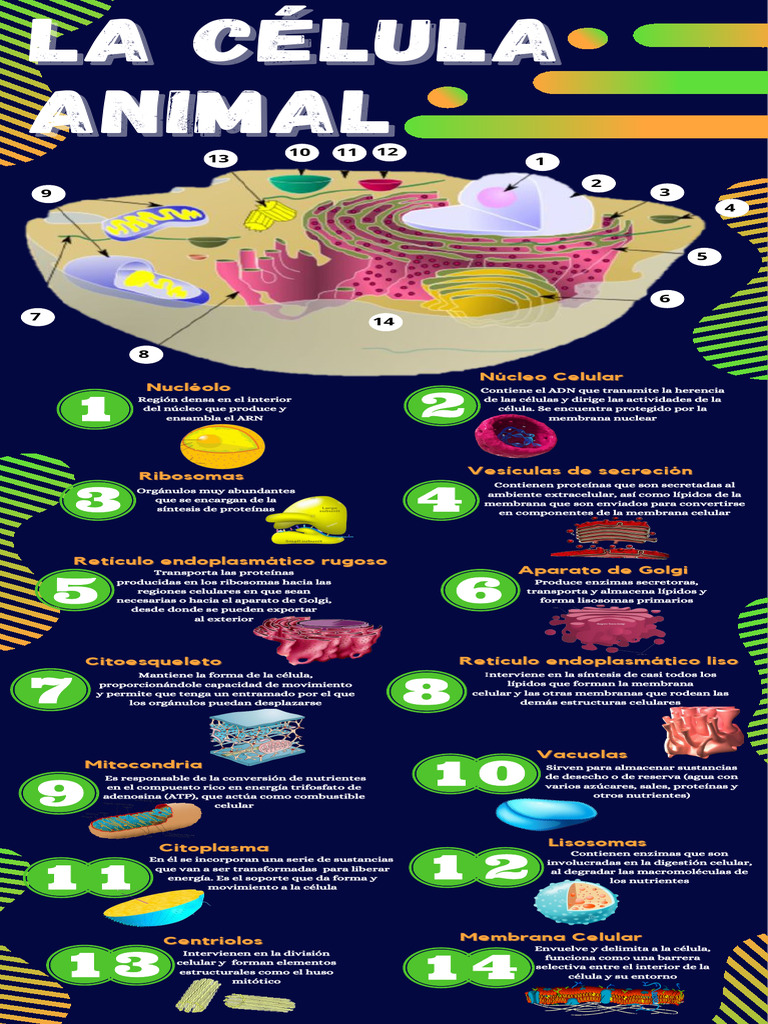 La Célula Animal y Sus Partes | PDF | Biología Celular) | Biología Celular