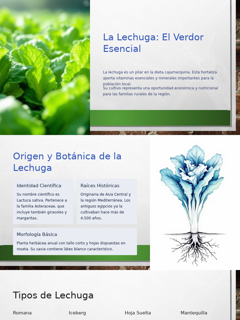 La Lechuga | PDF | Lechuga | Agricultura