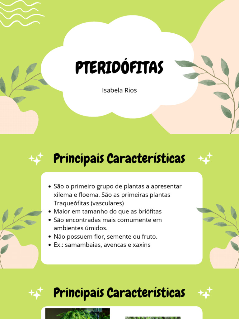 Estrutura e Características das Pteridófitas | PDF | Samambaia | Musgo