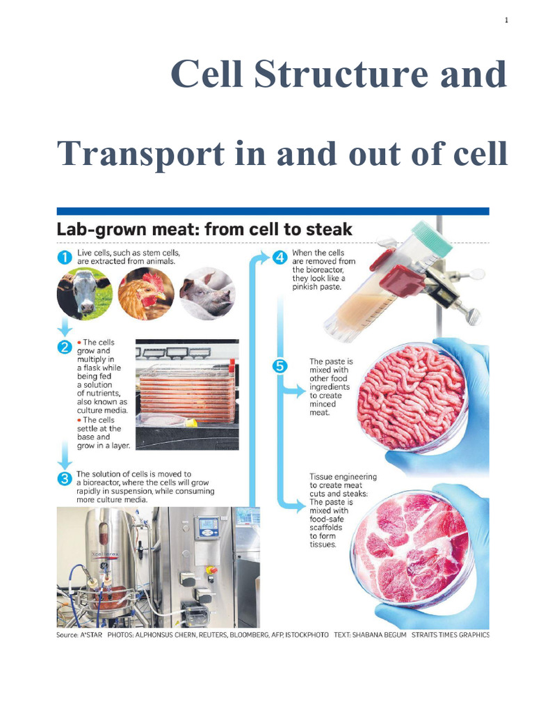 Cell Structure and Transportation | PDF | Cell Membrane | Cell (Biology)