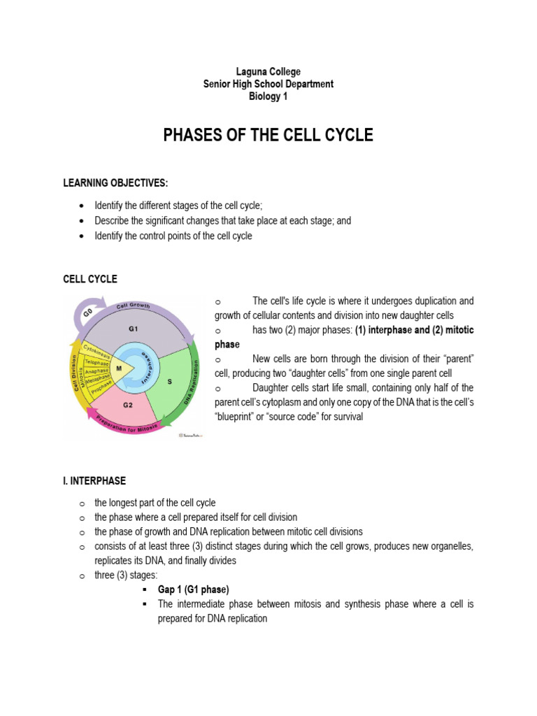 Phases of The Cell Cycle | PDF | Cell Cycle | Mitosis