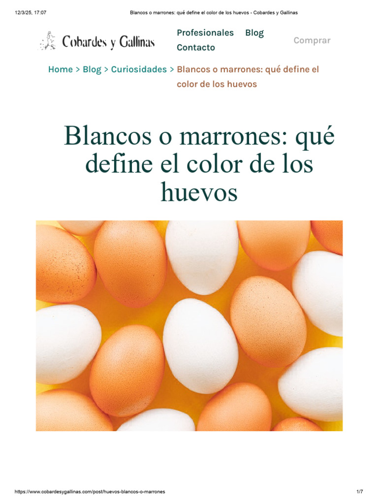 Blancos o Marrones - Qué Define El Color de Los Huevos - Cobardes y ...