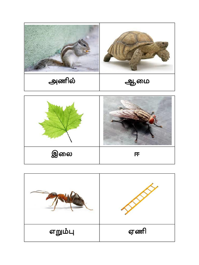 Picture Cards Tamil | PDF