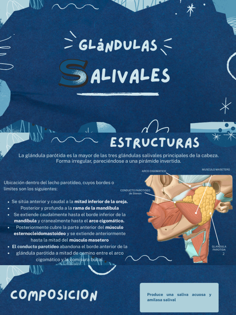 Glándulas | PDF | Anatomía humana | Cabeza y cuello humanos