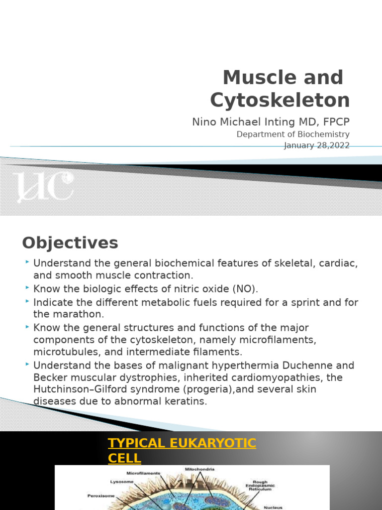 Muscle and Cytoskeleton | PDF | Cytoskeleton | Muscle Contraction