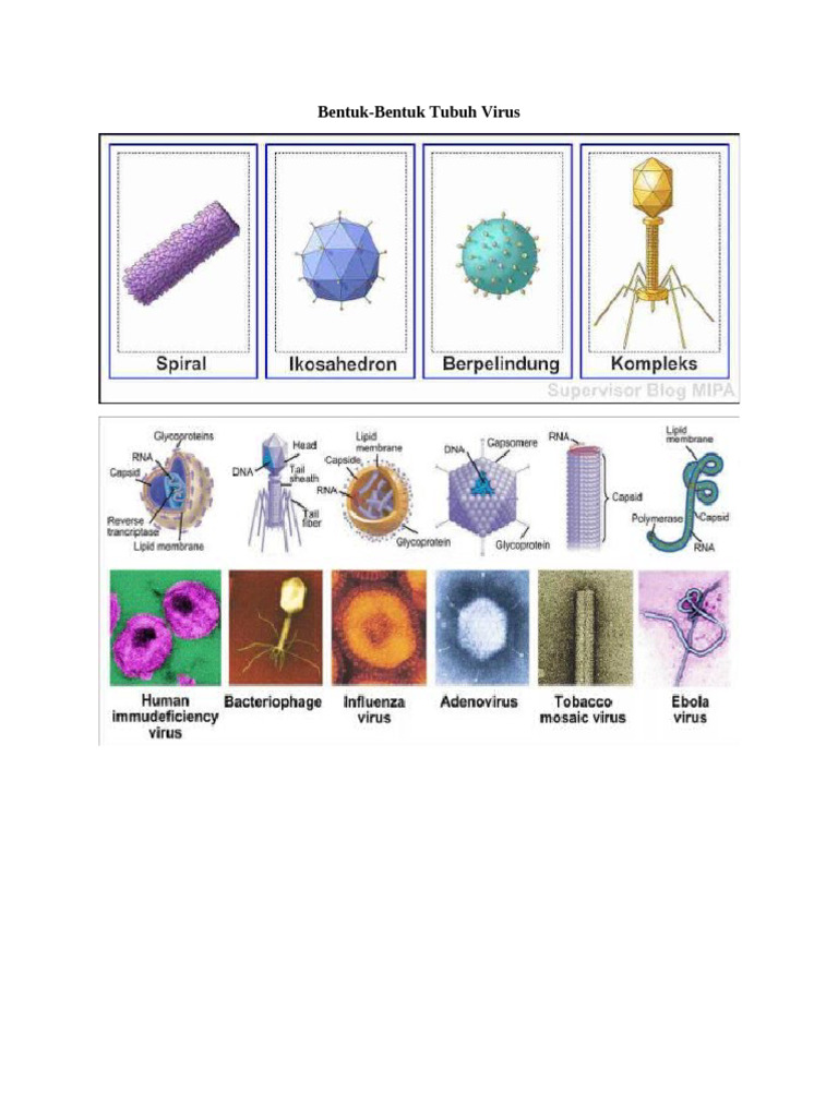 Bentuk Bentuk Virus | PDF