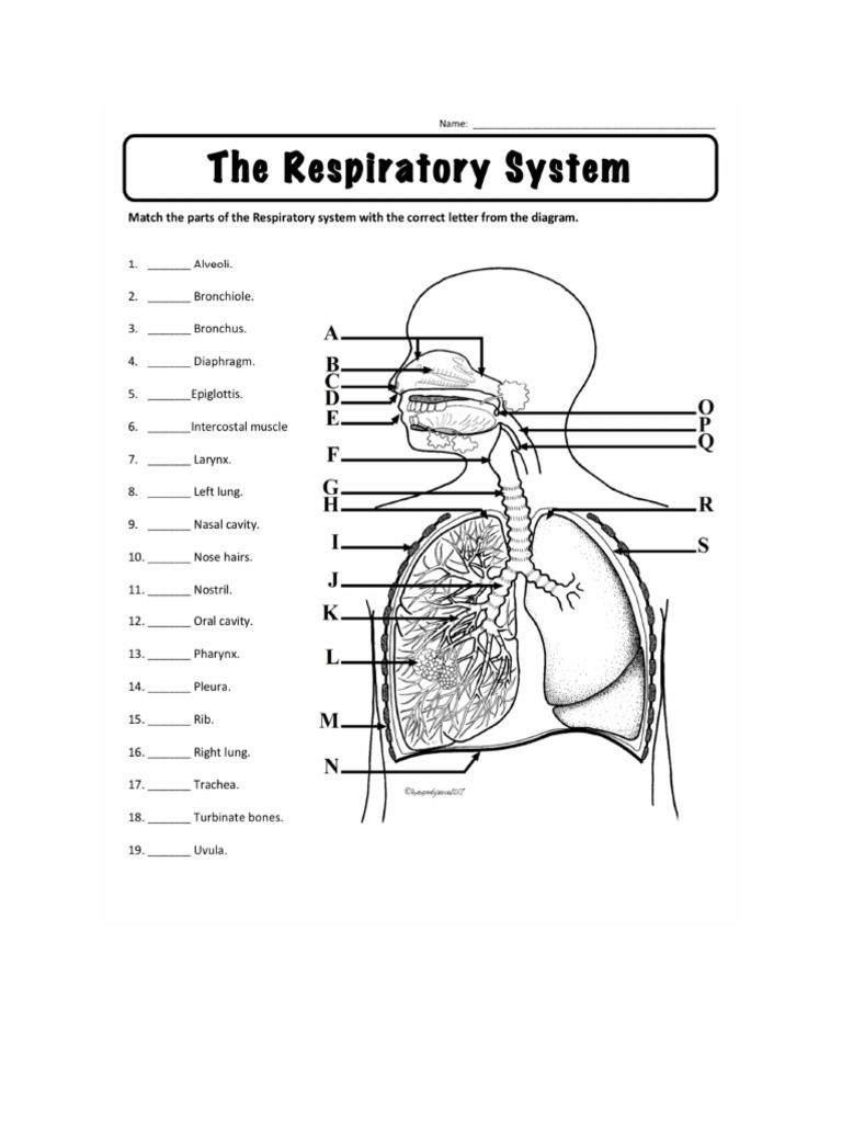 N13 - Respiratory Systems Labeling | PDF