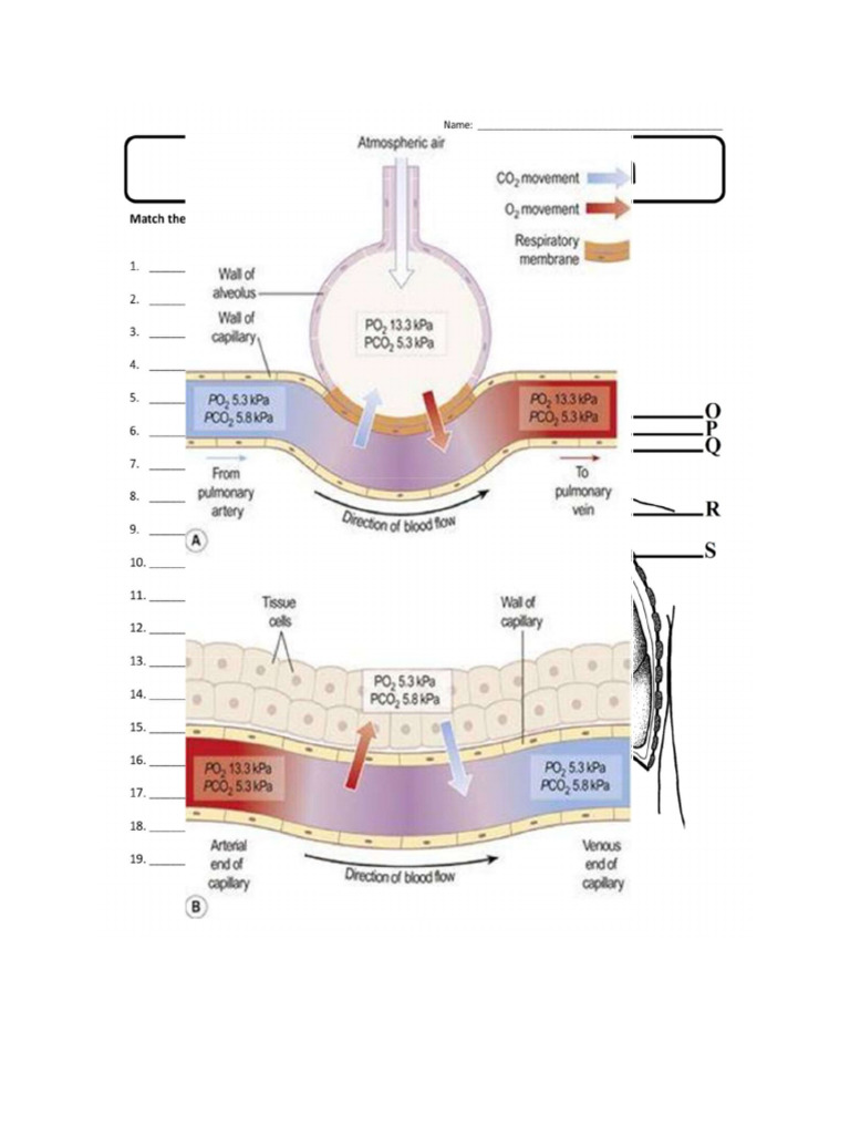 N13 - Respiratory Systems Labeling | PDF