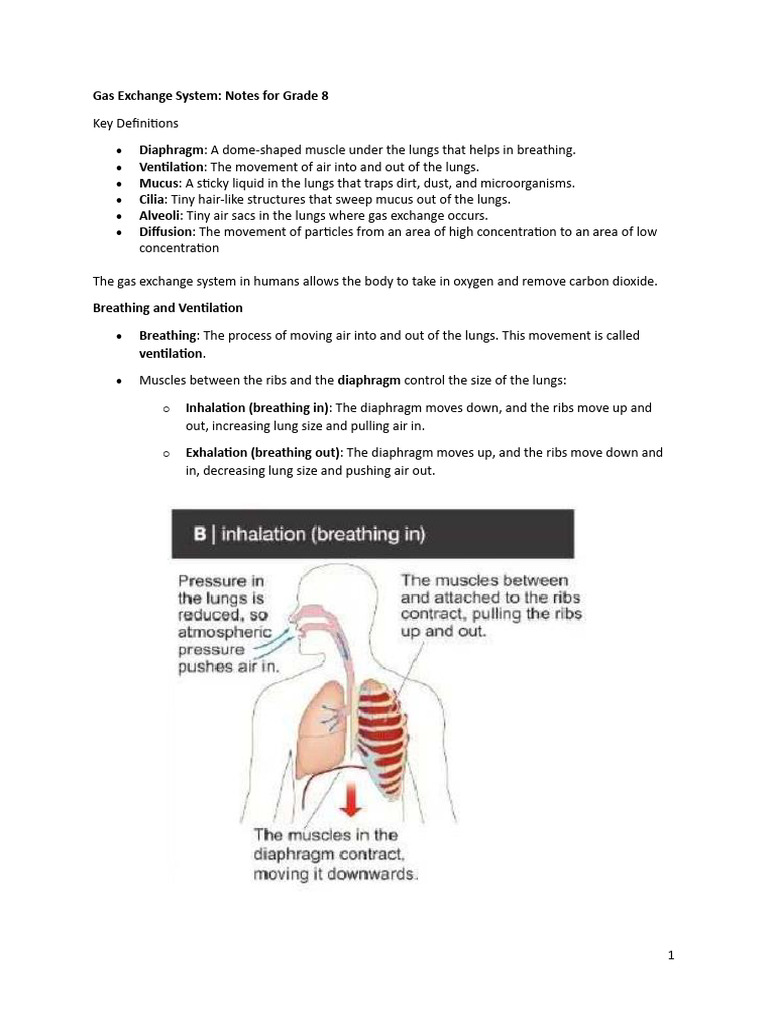 8cb Gas Exchange System Note 1 | PDF | Breathing | Lung
