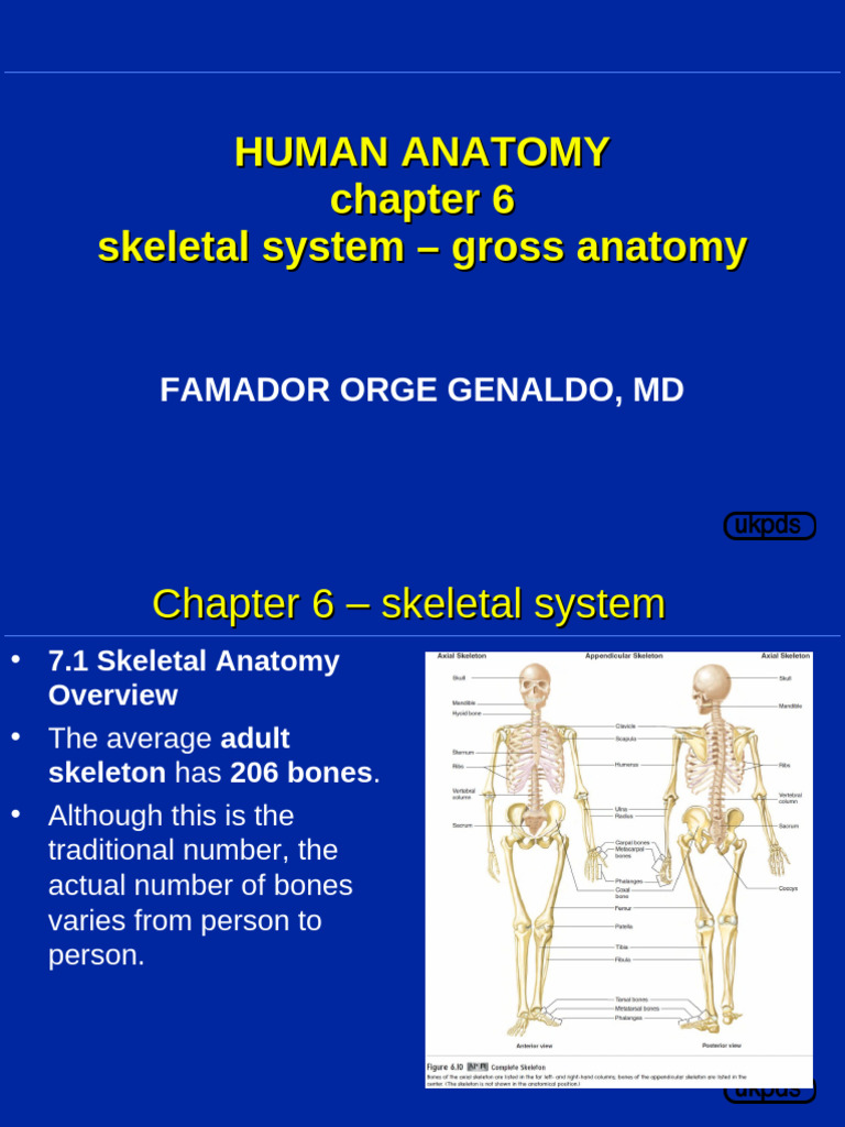 6. Doc G's Skeletal Gross Anatomy 6 | PDF | Vertebra | Vertebral Column
