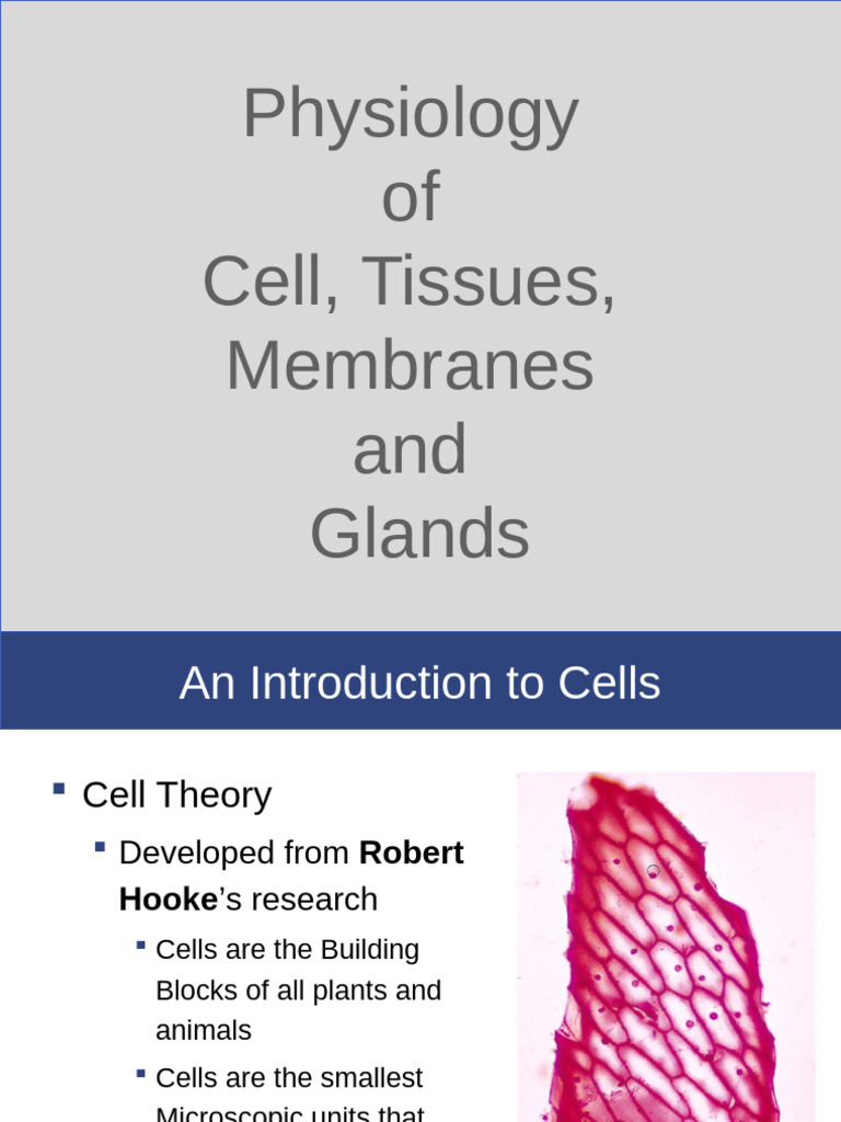 Final - Physiology of Cell, Tissues, Membranes and Glands | PDF | Endoplasmic Reticulum | Cell ...