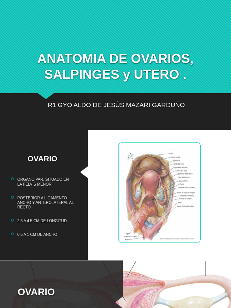 Anatomía de Ovarios, Salpinge y Útero | PDF | Ovario | Pelvis