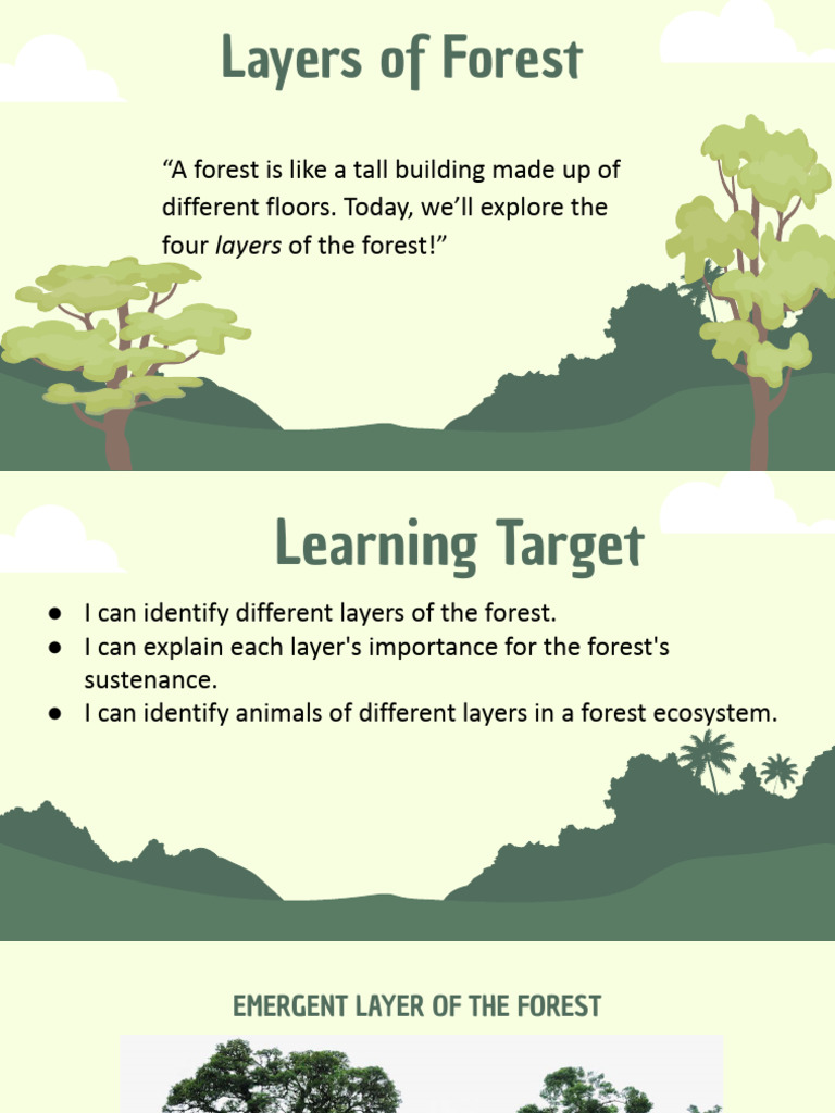 S1 - R5 - Layers of Forest | PDF | Forests | Rainforest