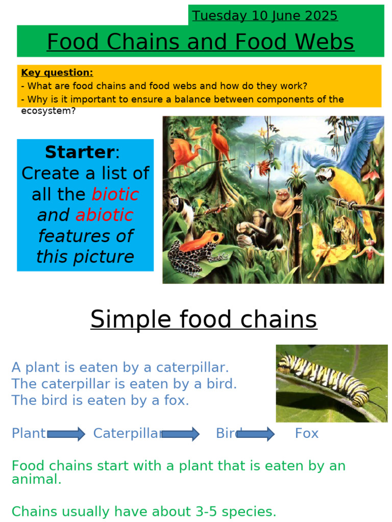 Understanding Food Chains and Webs | PDF | Foods | Ecosystem