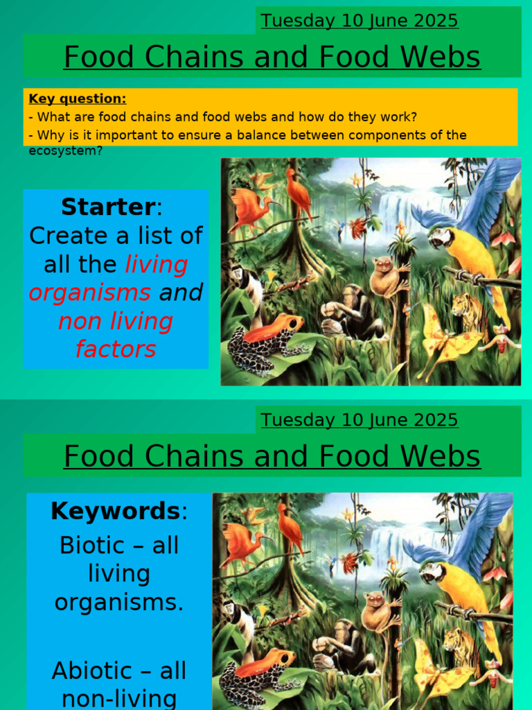 P3 Food Web and Chains Presentation | PDF | Foods | Food Web