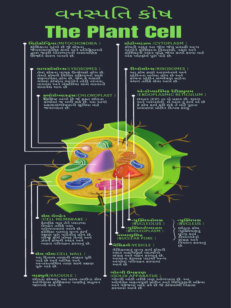 Green Parts of The Plant Cell Infographic - 20241019 - 005318 - 0000 | PDF