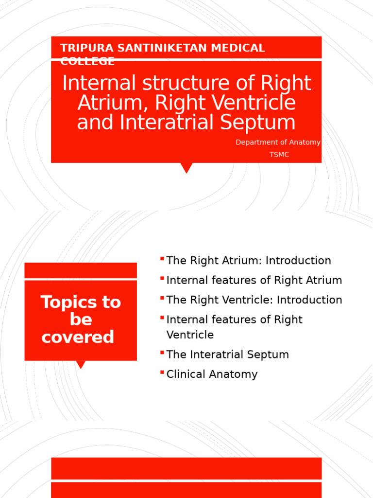 Right Atrium, Ventricle, Interatrial Septum | PDF | Atrium (Heart ...