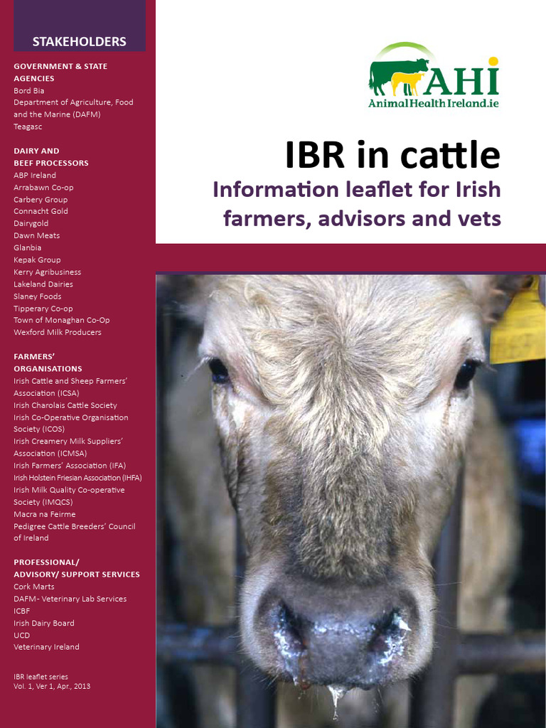 IBR in Cattle - Animal Health Ireland | PDF | Infection | Vaccines