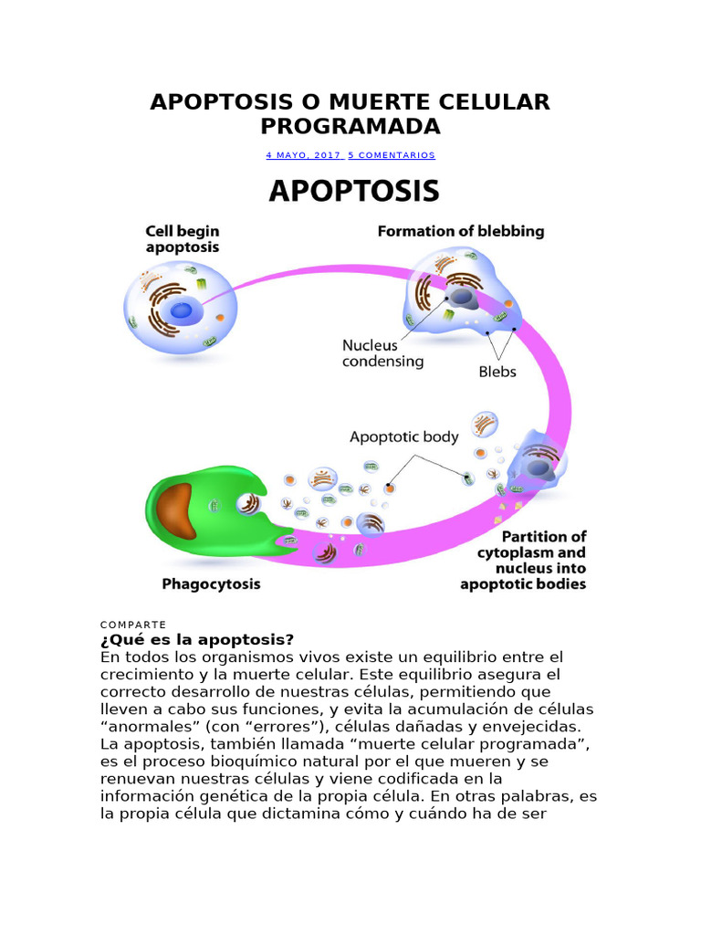Apoptosis o Muerte Celular Programada | PDF | Apoptosis | Biología Celular)