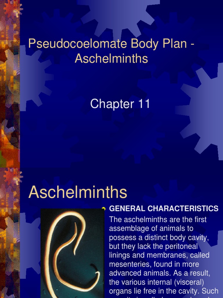 Pseudocoelomate Body Plan Overview | PDF | Nematode | Zoology