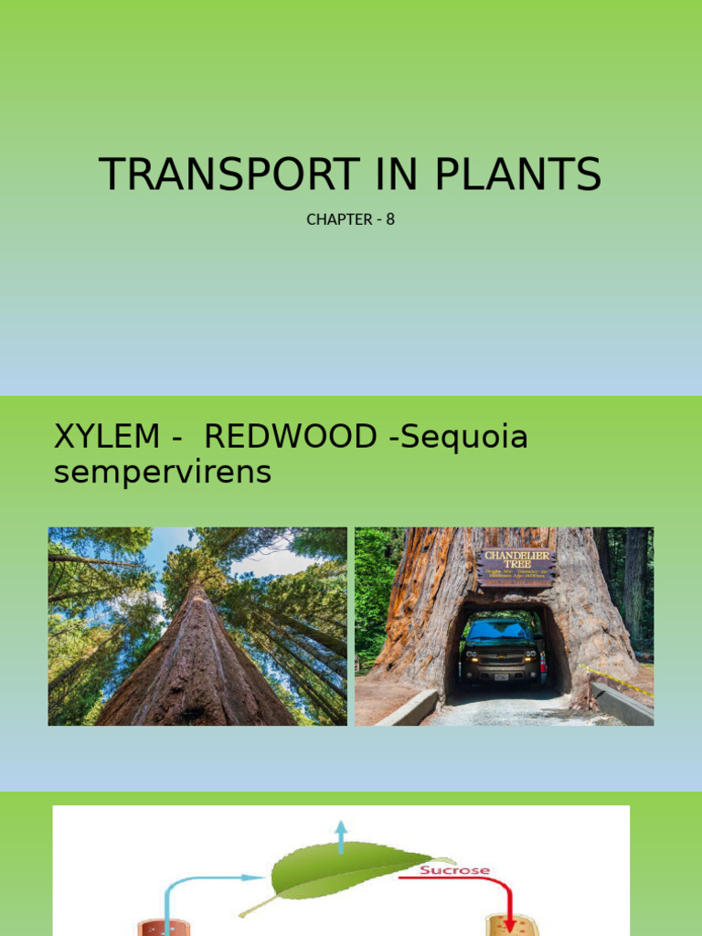 Ch-8 Transport in Plants | PDF