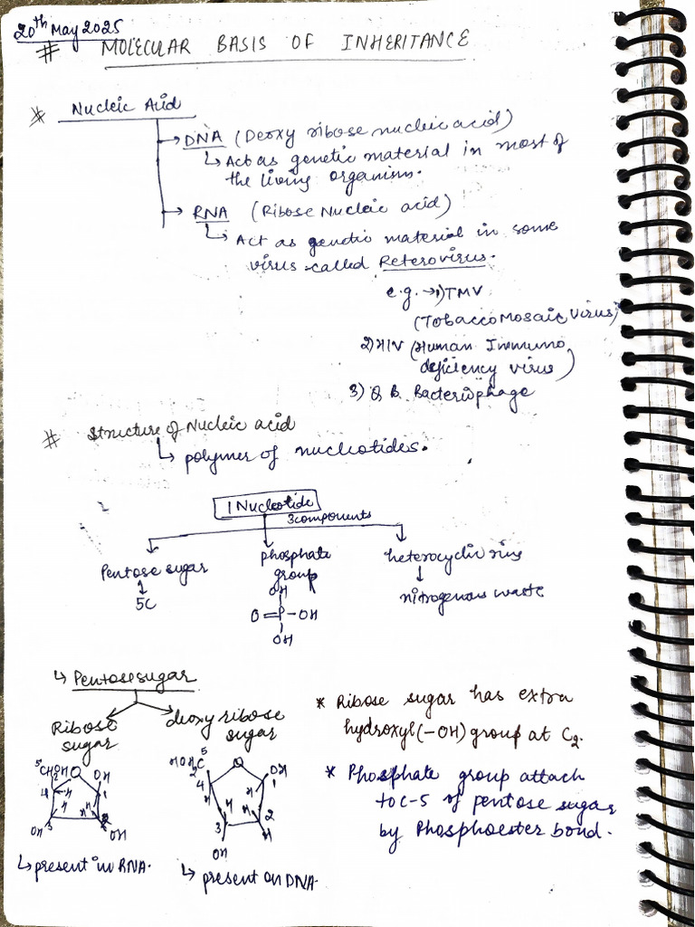Molecular Basis of Inheritance | PDF