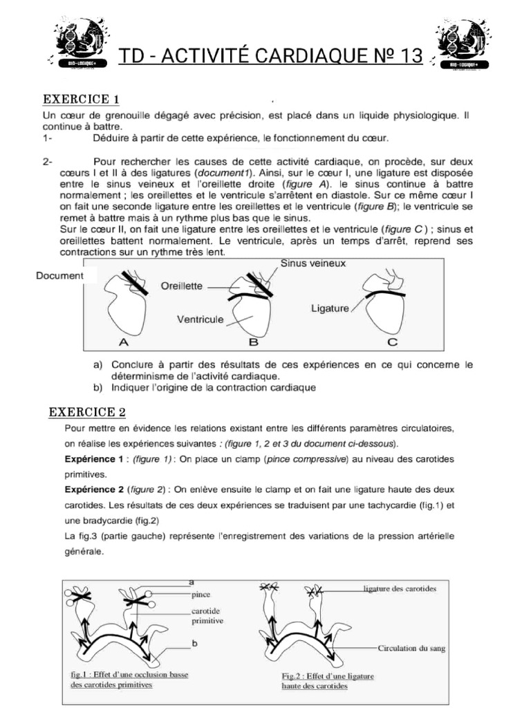 TD Activité Cardiaque, 2025 | PDF