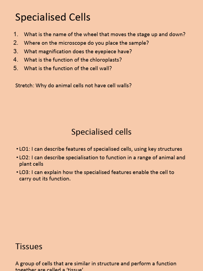 Edited - Topic 2 - Lesson 6 - Specialised Cells L1 | PDF | Cell ...