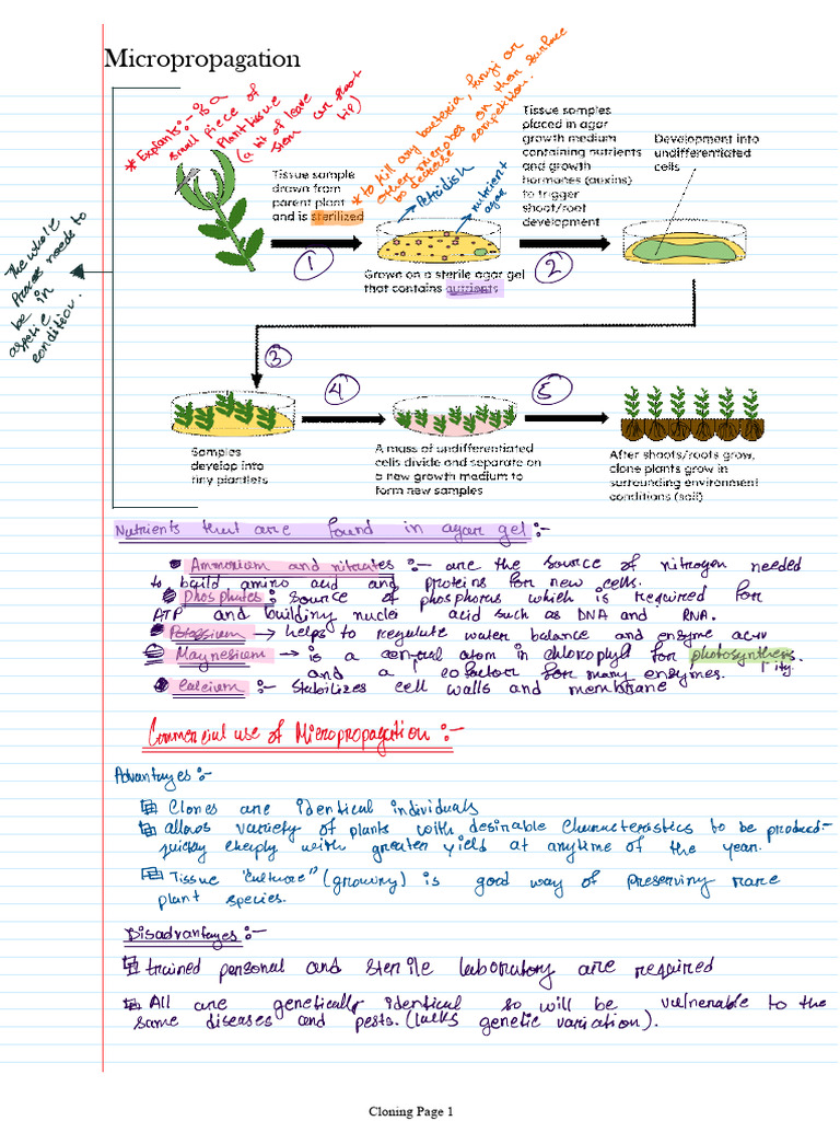 Micropropagation | PDF