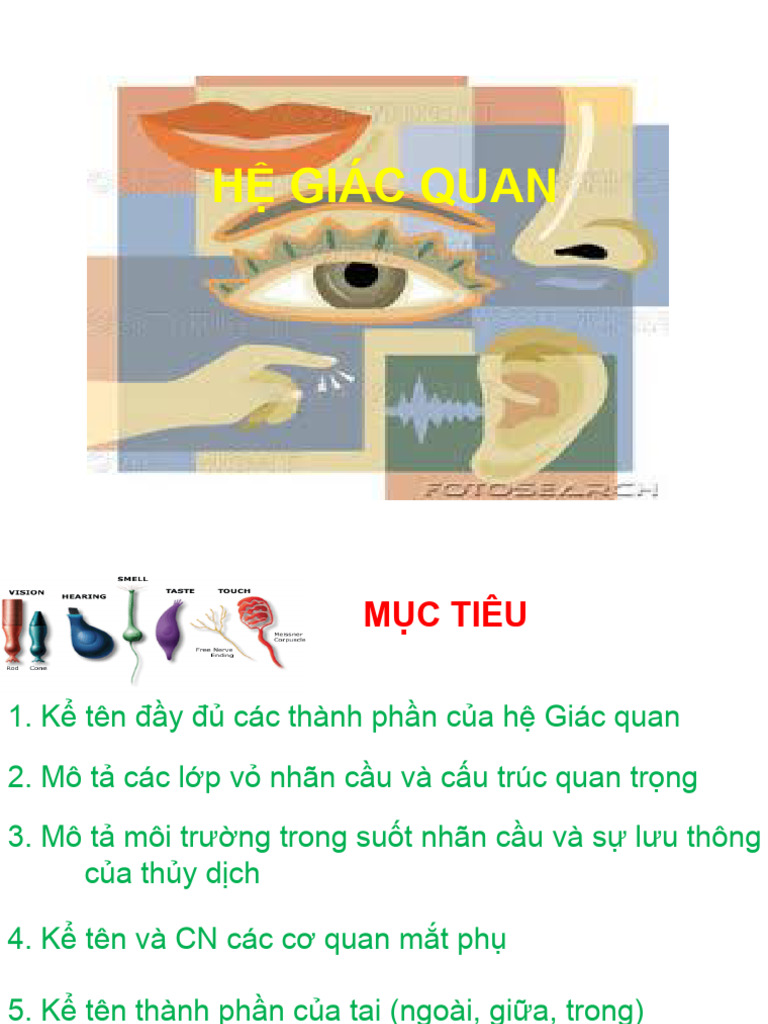 Giai Phau He Giac Quan PDF | PDF