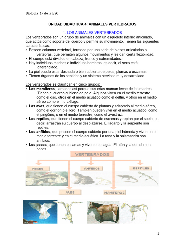 Clasificación y características de vertebrados | PDF | Reptil | Anfibio