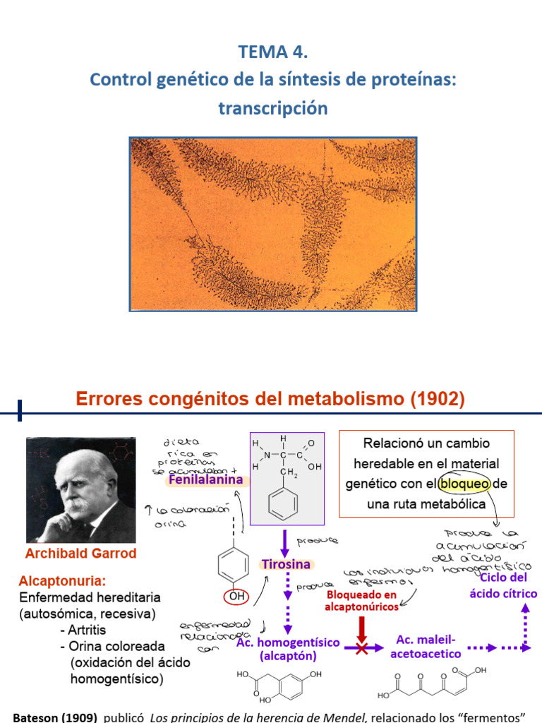 Tema 4 Imp | PDF | Rna | Messenger Rna