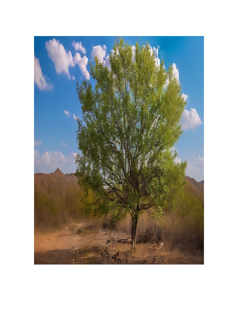 Arvore | PDF
