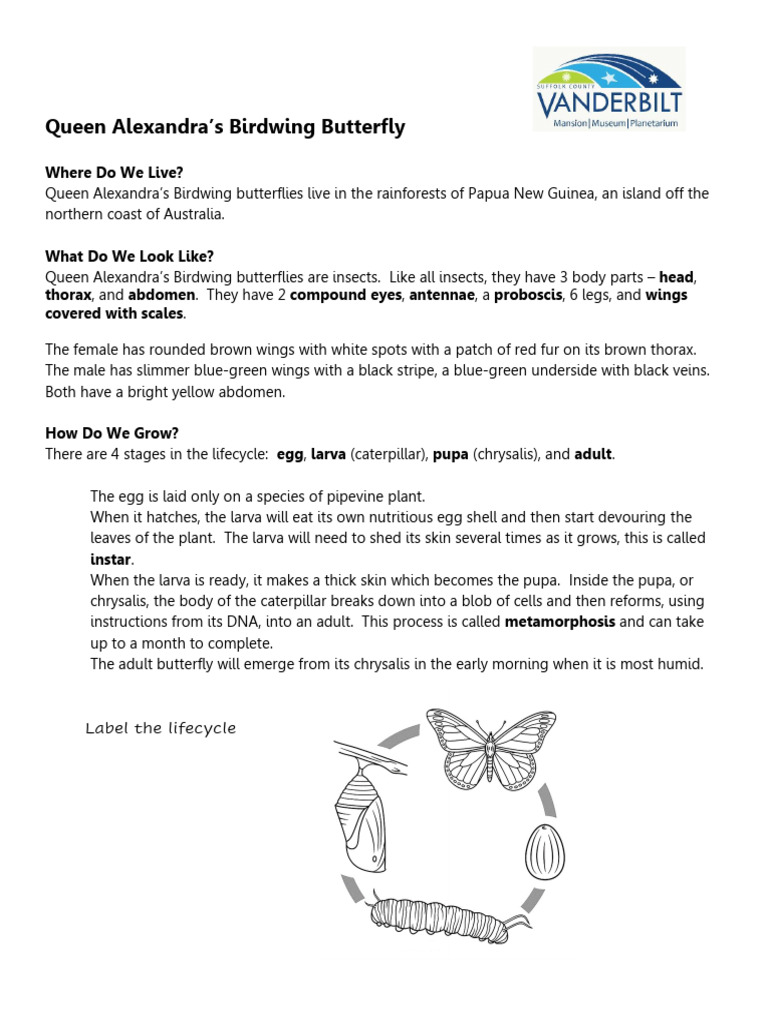 Queen Alexandras Birdwing Butterfly | PDF | Butterfly | Pupa