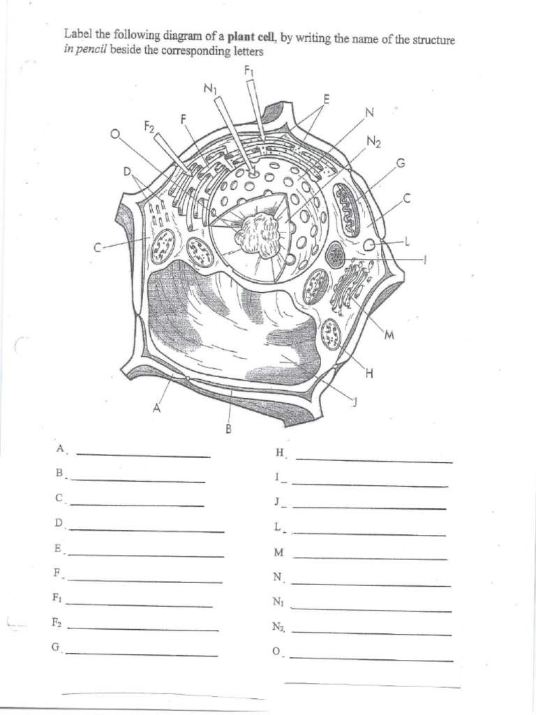 Attachment - PDF - Plant Animal Labelling Practice | PDF
