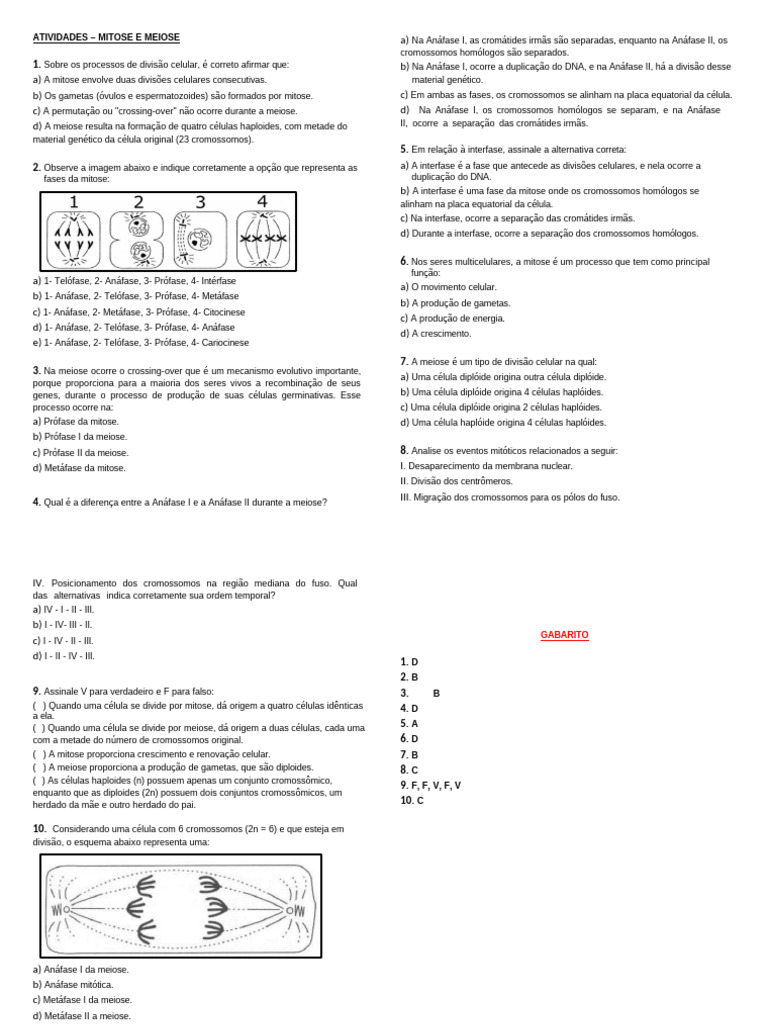 Atividade Mitose e Meiose | PDF | Meiose | Mitose