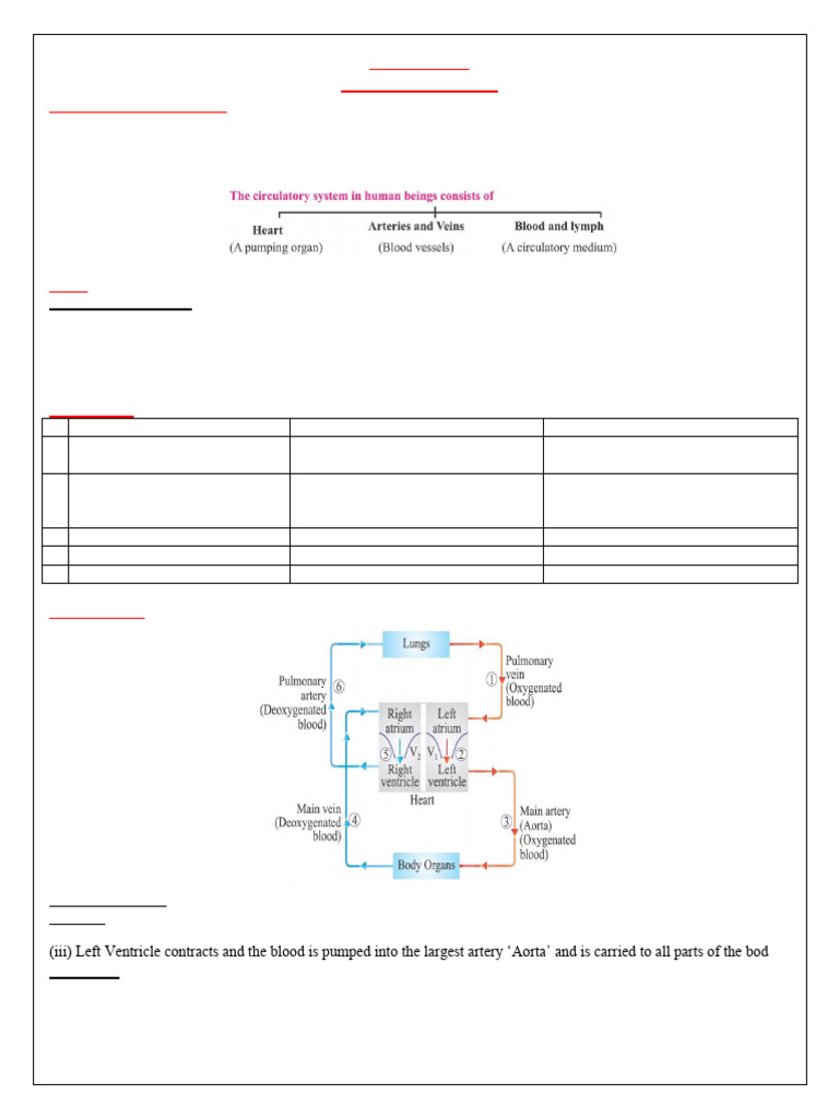 LIFE PROCESSES - Transportation in Animals | PDF | Circulatory System ...