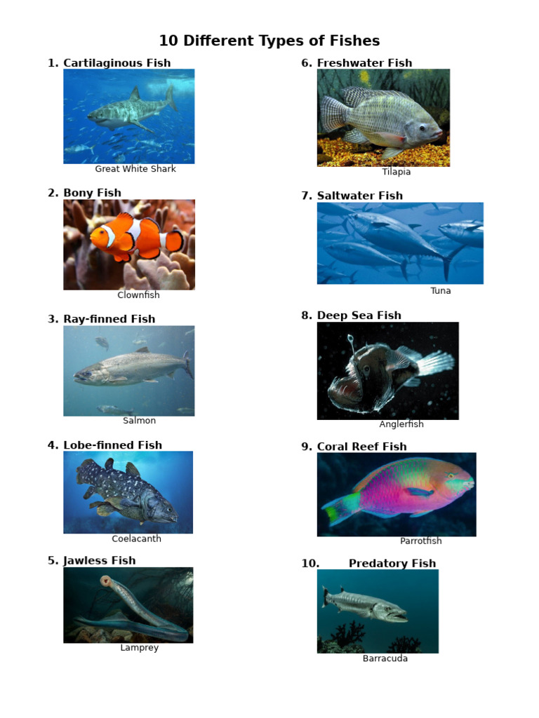 FISH MORPHOLOGY | PDF | Fish | Skeleton