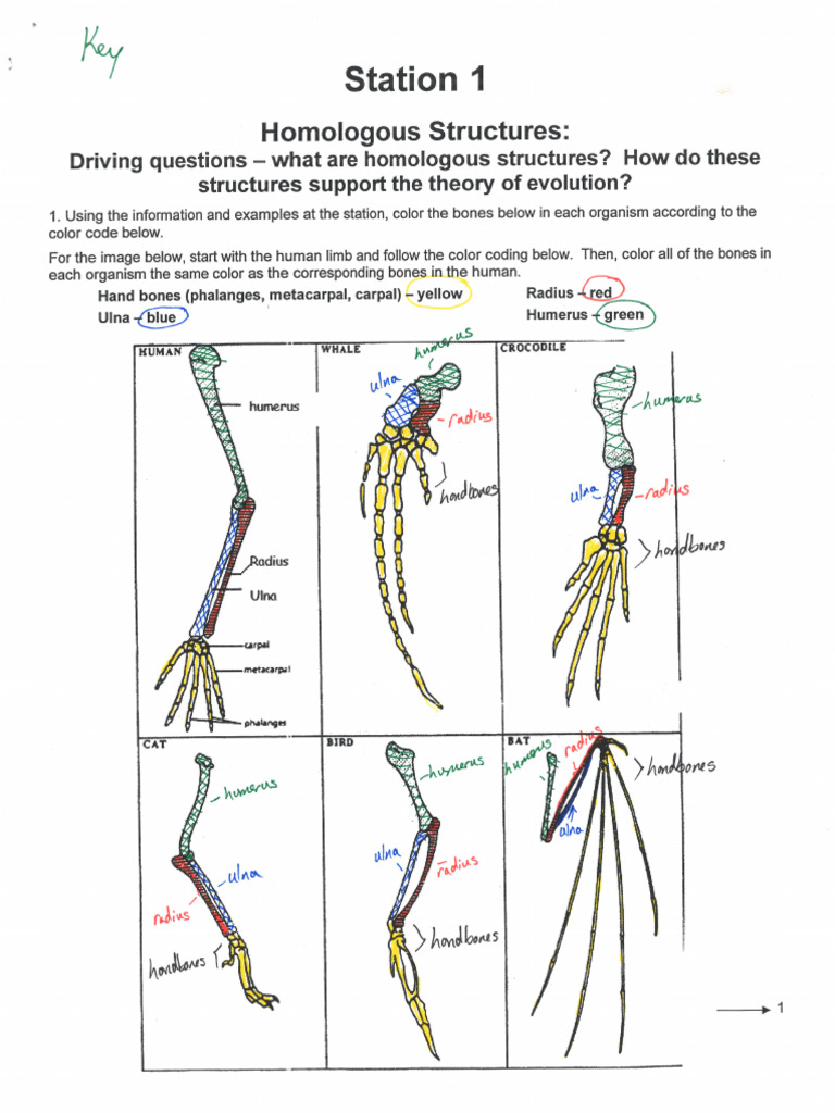 Evolution Packet Answer Key | PDF