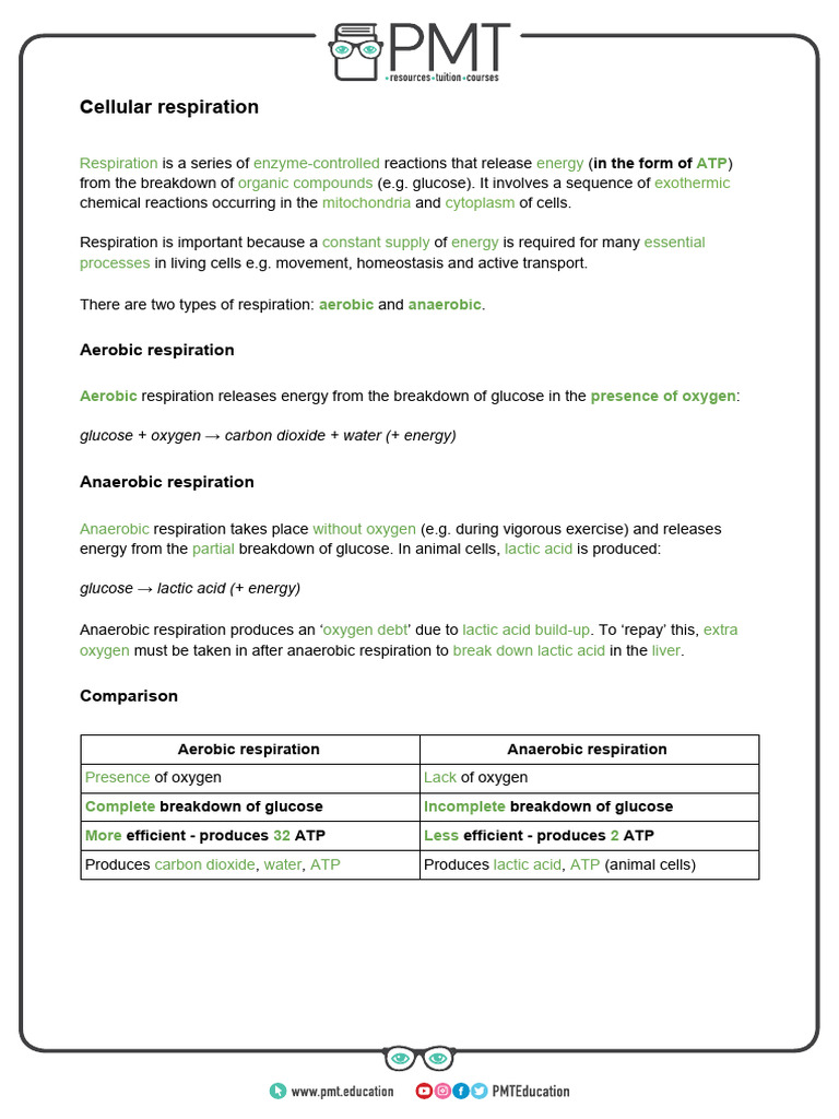 Cellular Respiration and the Respiratory System | PDF | Cellular ...