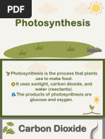 Respiration in Plants | PDF