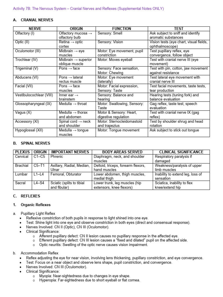 MLS111L Act7B The Nervous System Cranial Nerves and Reflexes ...