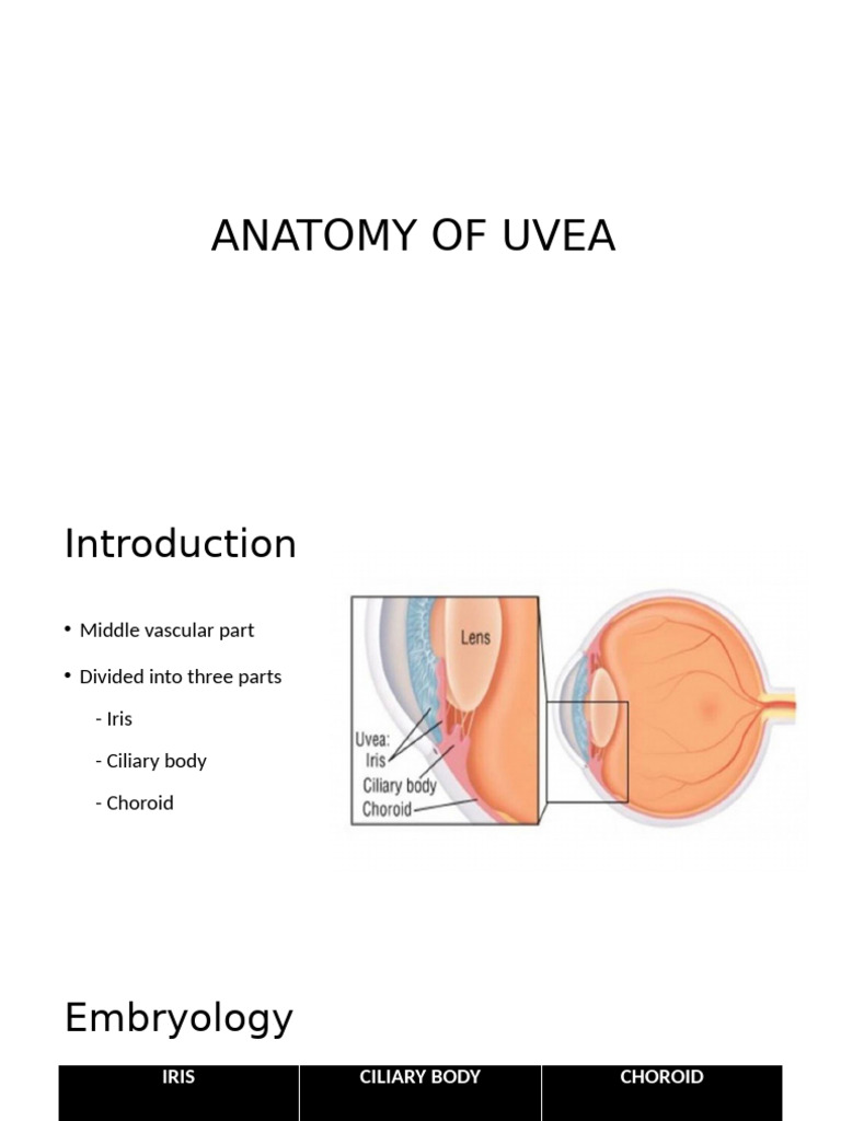 Anatomy of the Anterior Uvea | PDF | Epithelium | Vein