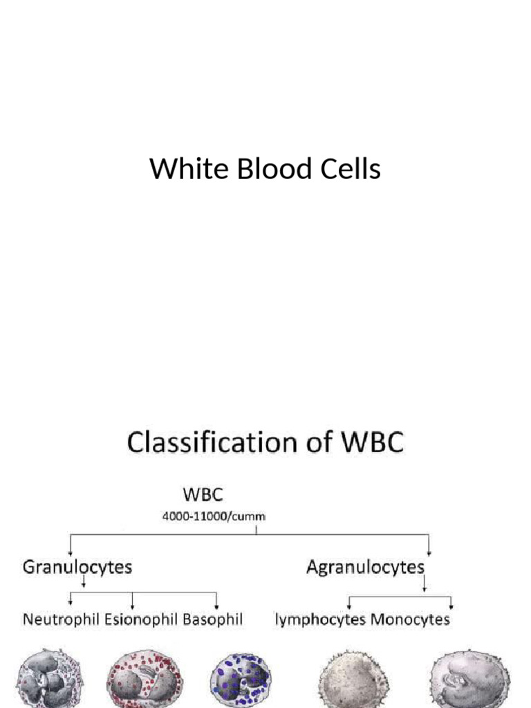 White Blood Cell | PDF