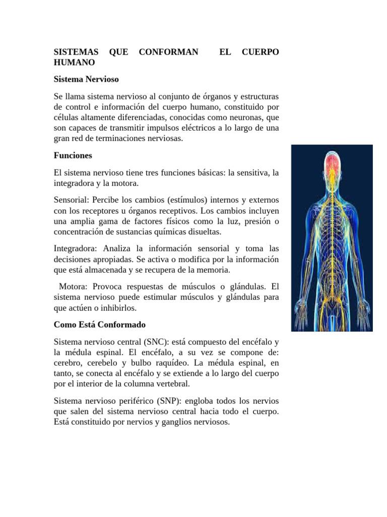 Sistemas Del Cuerpo | PDF | Sistema reproductivo | Sangre