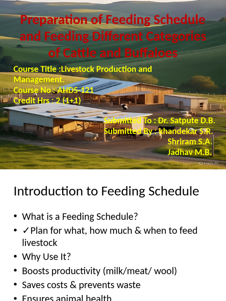 Cattle and Buffalo Feeding Schedules | PDF | Pregnancy | Cattle