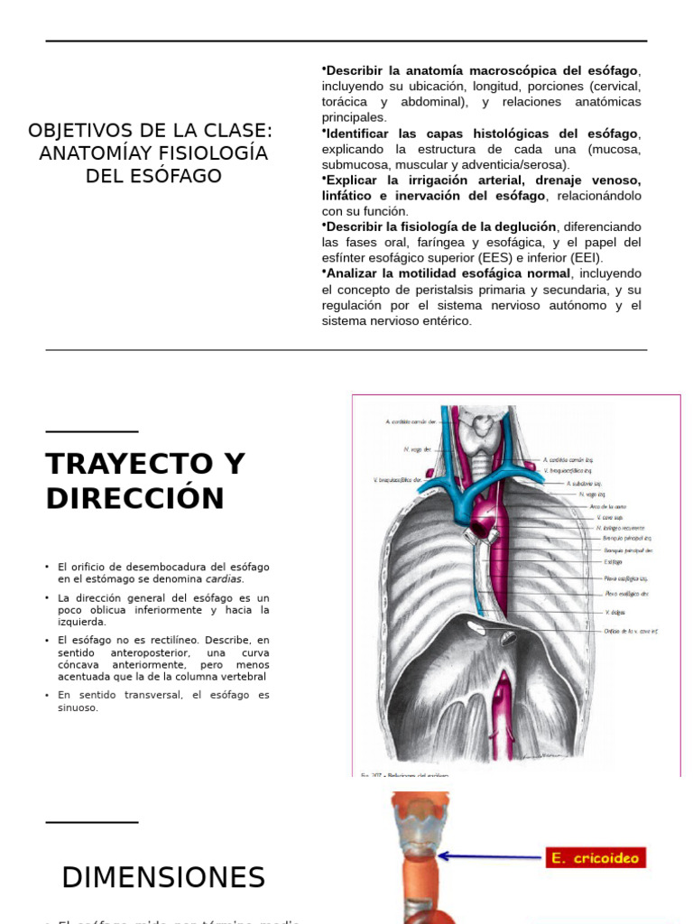Nuevo Presentación | PDF | La enfermedad por reflujo gastroesofágico ...