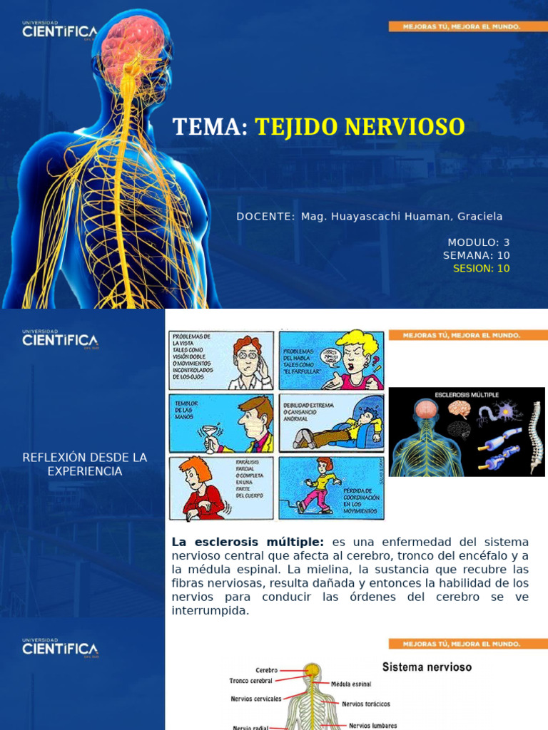 Morfofisiologia Morfo o Filosofia de Cada Integradior | PDF | Sistema nervioso | Sinapsis